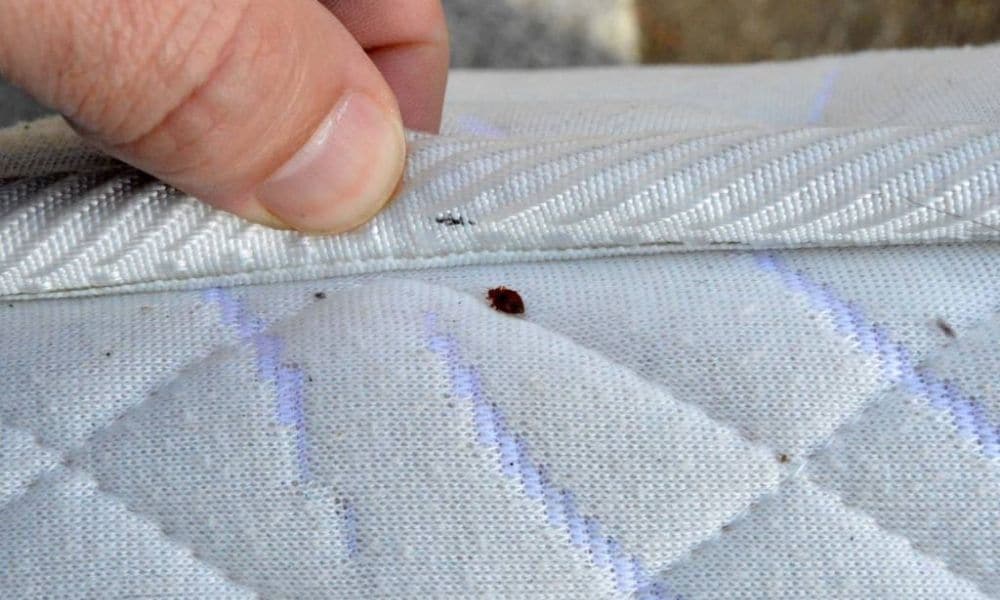 Las señales de que duermes con ácaros :: Rodolfo Franco Informa